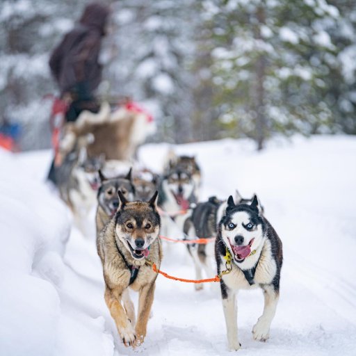 Husky Wildnisabenteuer