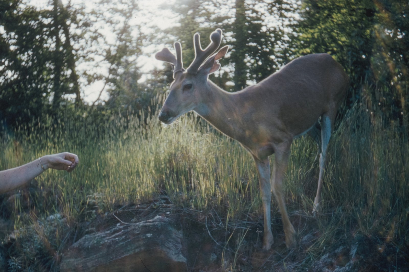 Algonquin Provincial Park – Ontarios Naturwunder entdecken