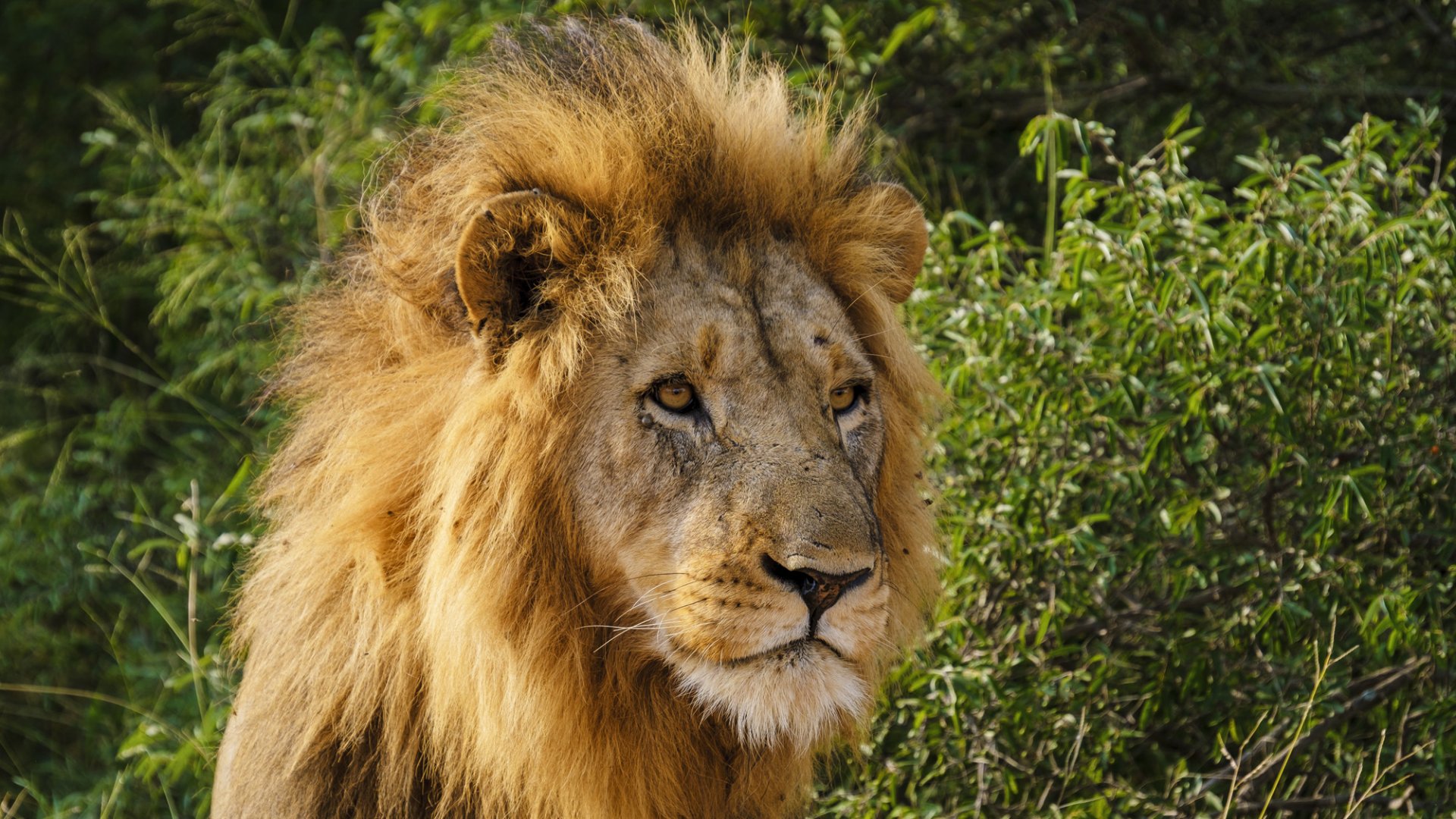 Big Five – Die legendären Safari-Tiere Afrikas entdecken