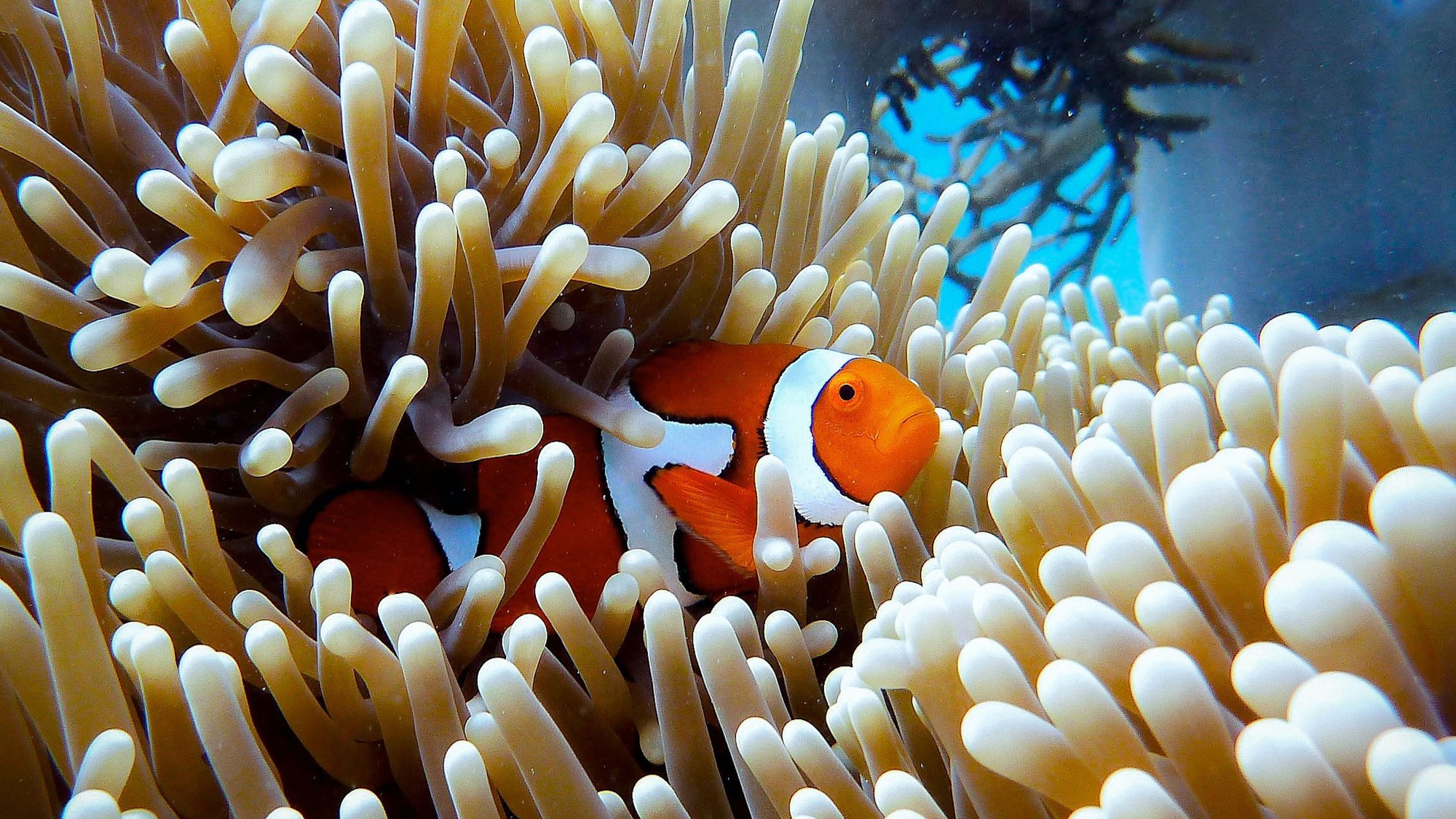 Great Barrier Reef– Eines der größten Naturwunder der Erde
