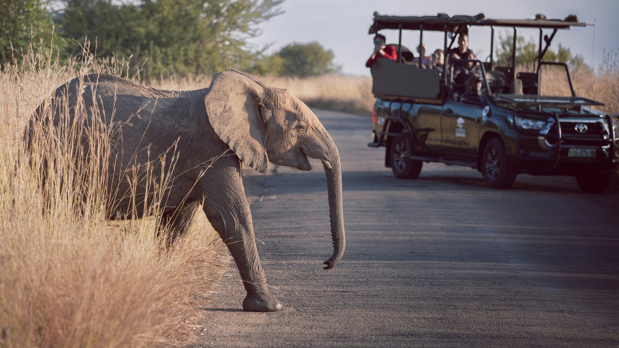 Big Five – Die legendären Safari-Tiere Afrikas entdecken
