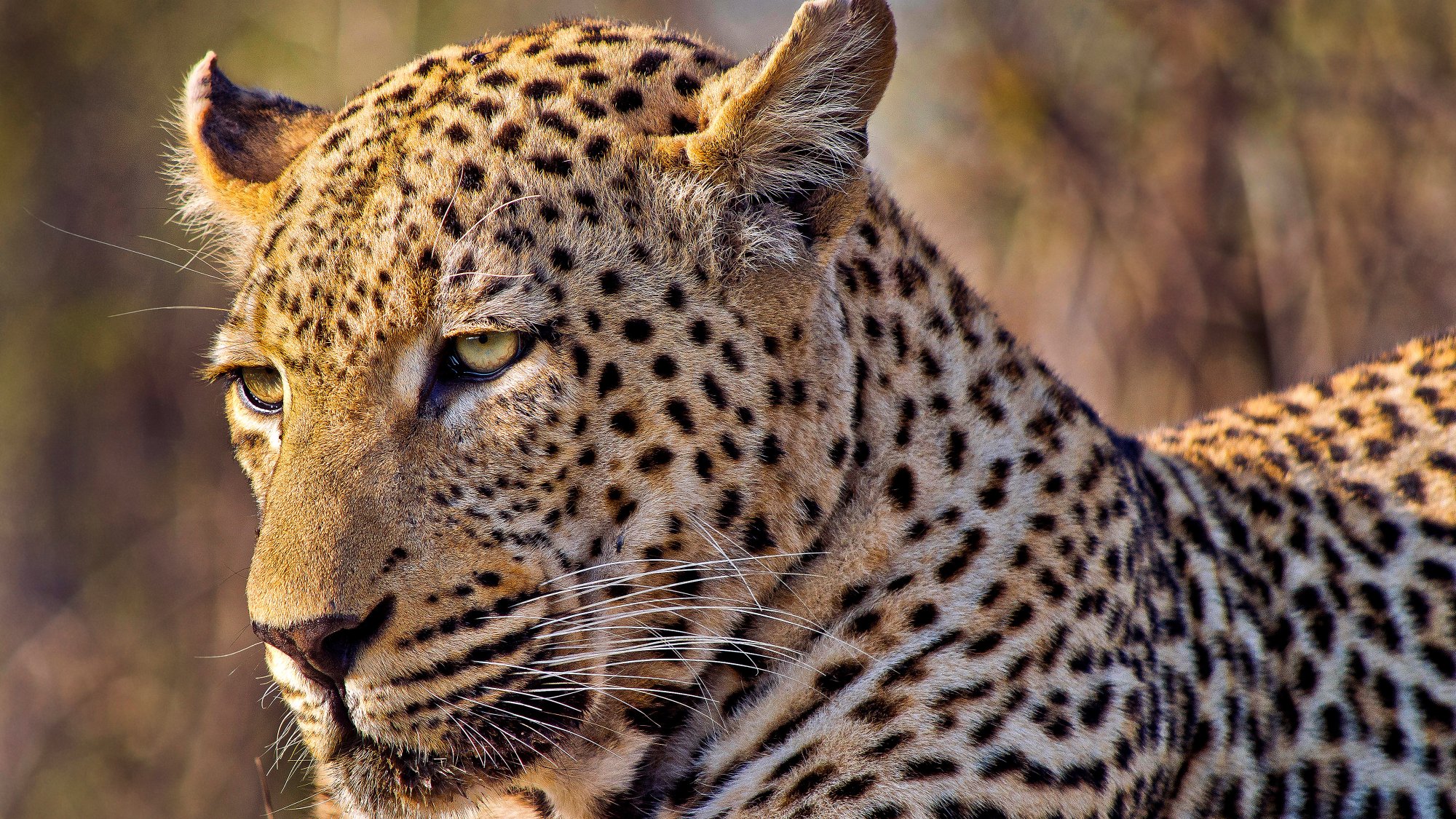 Kruger Nationalpark – Südafrikas berühmter Nationalpark
