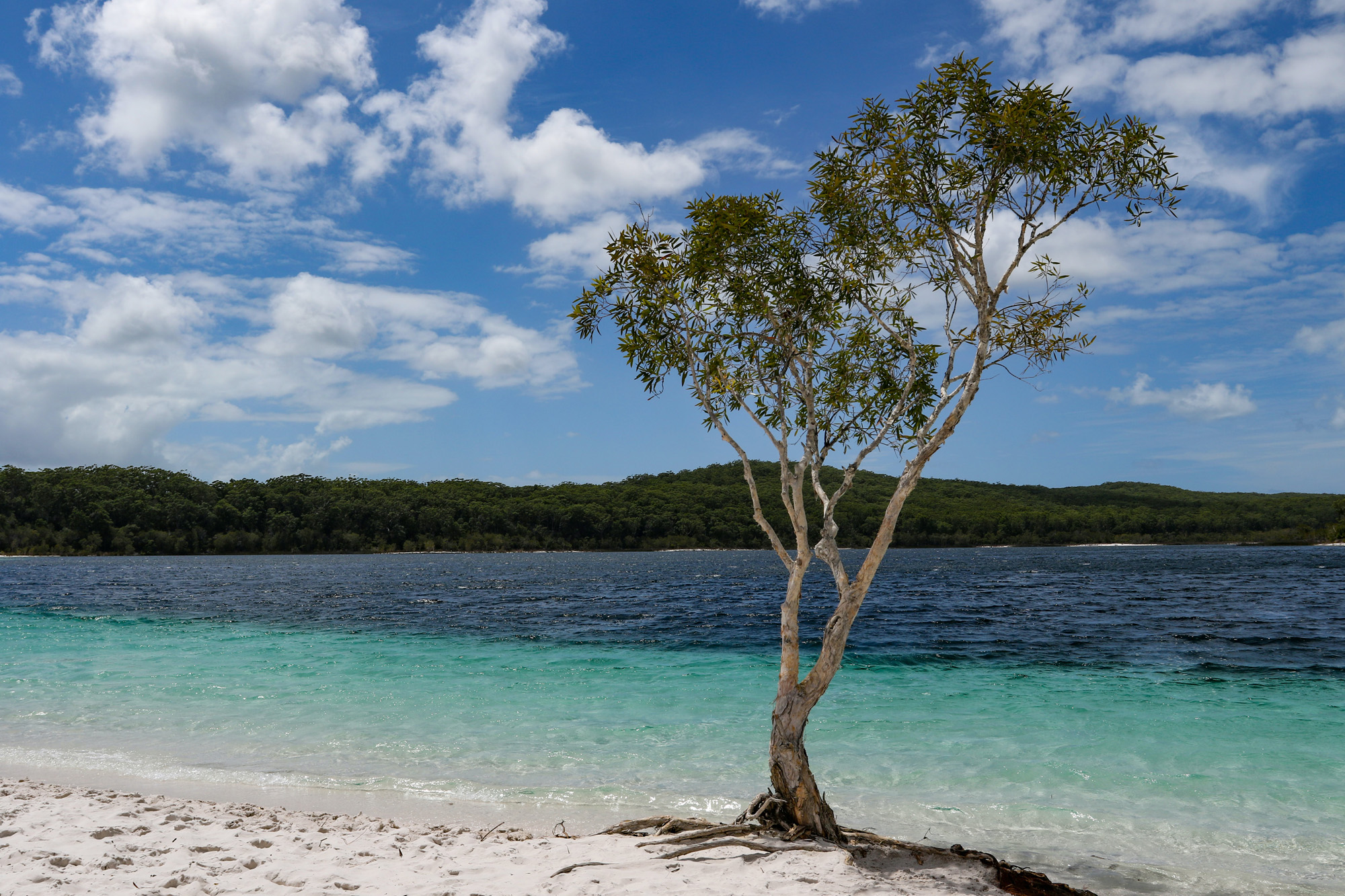 Fraser Island in Australien: Die größte Sandinsel der Welt