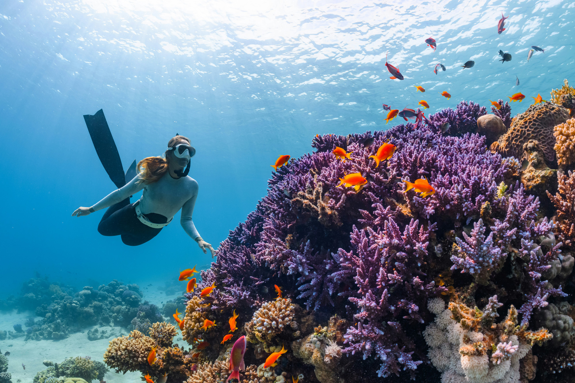 Great Barrier Reef– Eines der größten Naturwunder der Erde