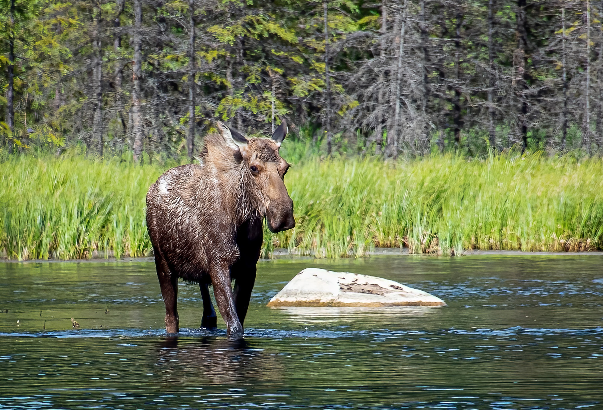 Der Denali Nationalpark: Erlebe Alaskas pure Wildnis