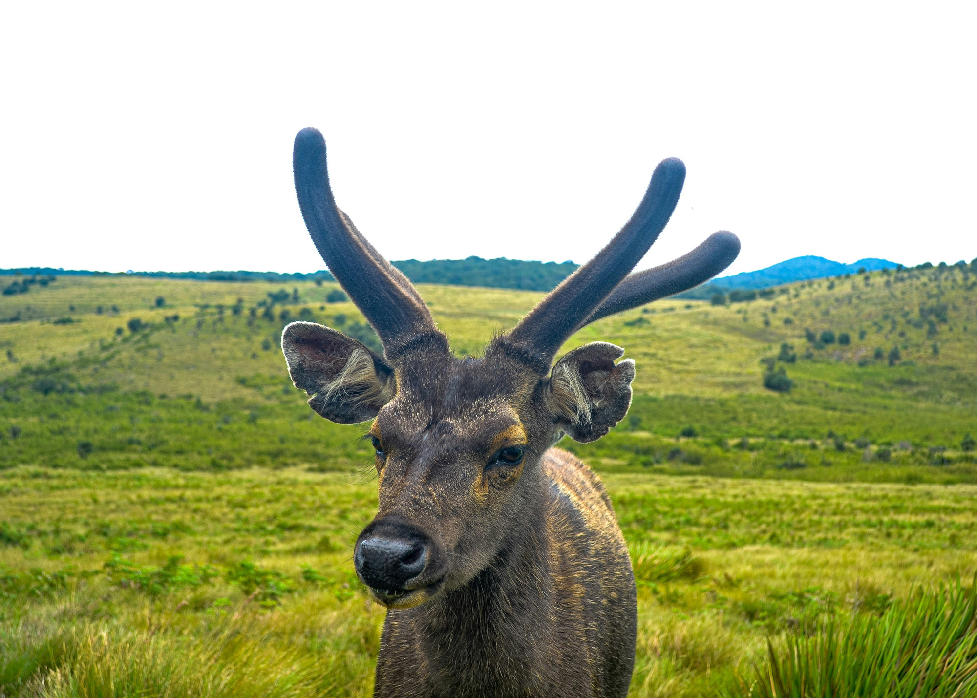 Horton-Plains-Nationalpark – Hochlandwunder in Sri Lanka